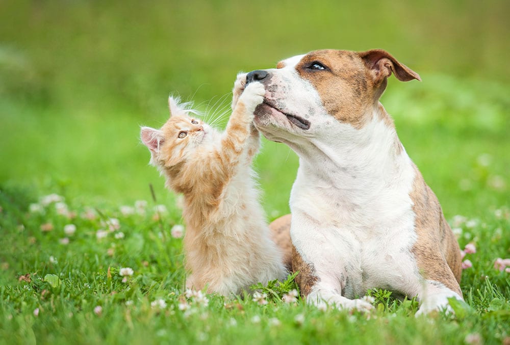 Home - RUSTEBAKKE VETERINARY SERVICE