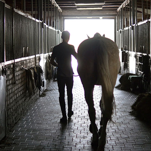 Equine Breeding Services - RUSTEBAKKE VETERINARY SERVICE