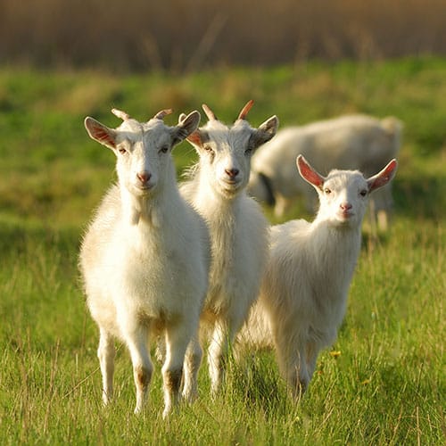 Large Animal - RUSTEBAKKE VETERINARY SERVICE