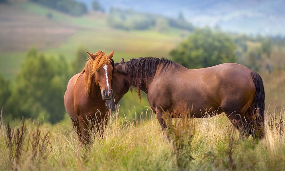 Equine Breeding Services - RUSTEBAKKE VETERINARY SERVICE