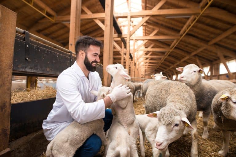 Foot Rot in Sheep: Symptoms, Treatment, and Prevention - Rustebakke ...