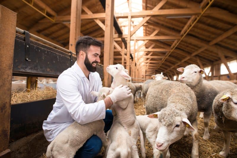 Foot Rot in Sheep: Symptoms, Treatment, and Prevention - Rustebakke ...