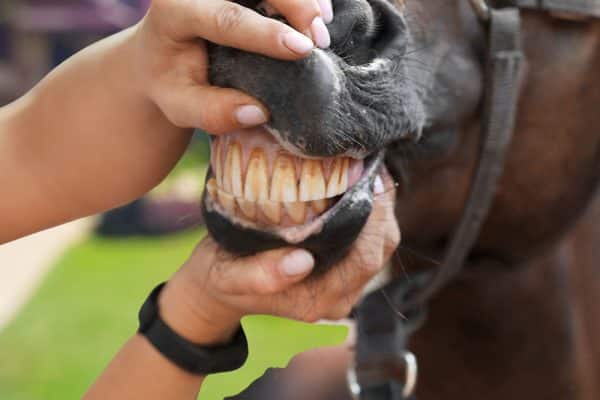 Straight from the Horse's Mouth: Complete Dental Care Guide for Equine ...