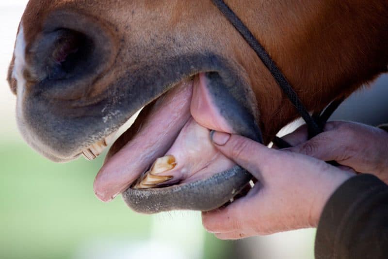 Straight from the Horse's Mouth: Complete Dental Care Guide for Equine ...
