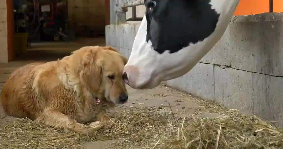 Large Animal - RUSTEBAKKE VETERINARY SERVICE